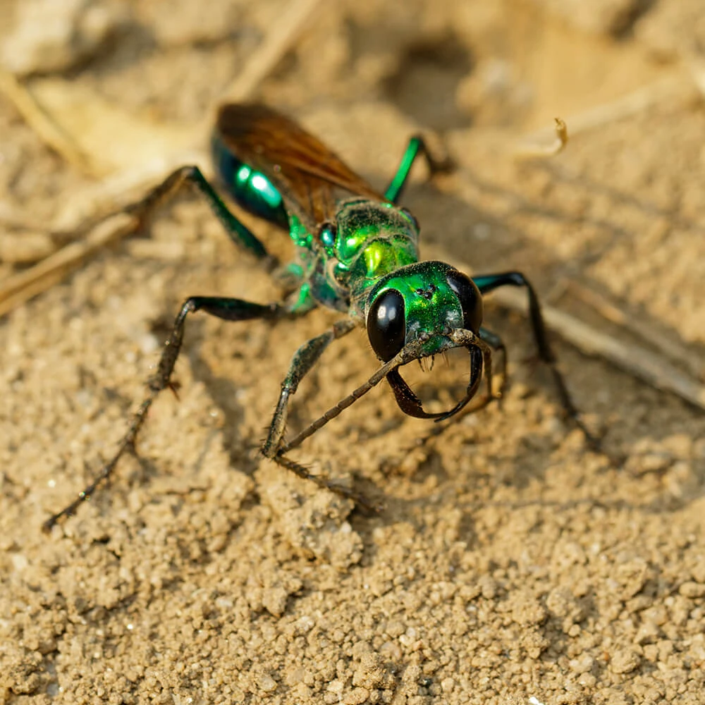 Jewel Wasp | Cards, the Universe and Everything Wiki | Fandom