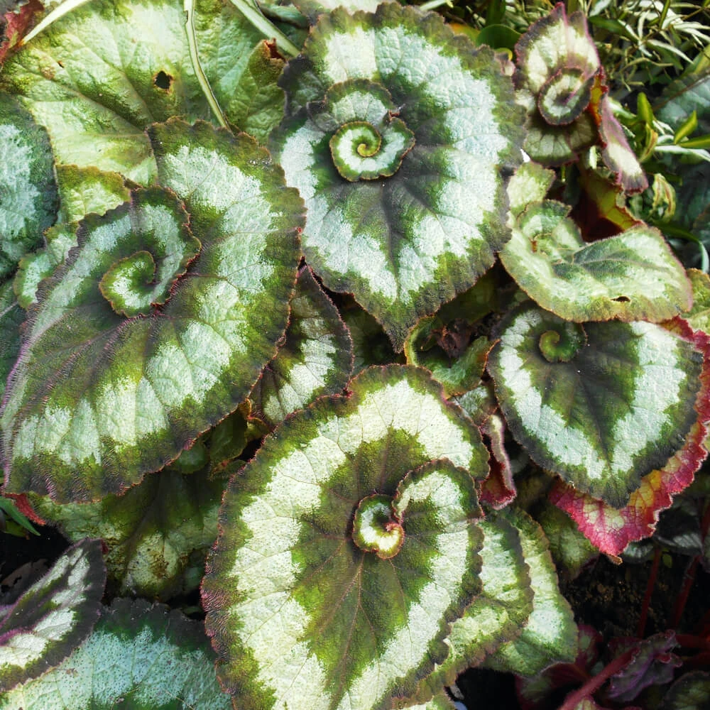 Rex Begonia | Cards, the Universe and Everything Wiki | Fandom