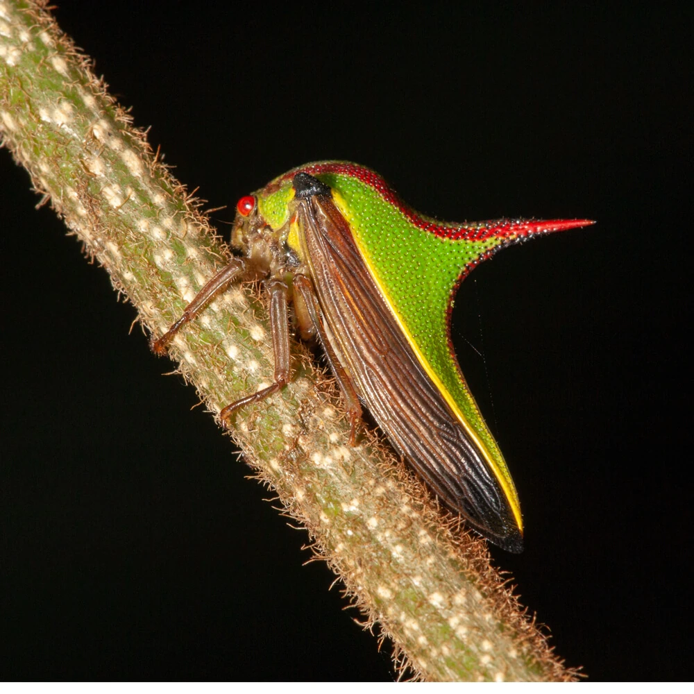 Thorn Bug | Cards, the Universe and Everything Wiki | Fandom