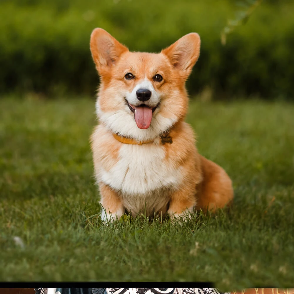 Corgi | Cards, the Universe and Everything Wiki | Fandom