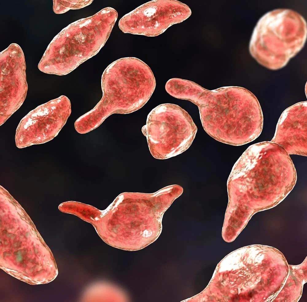 Mycoplasma | Cards, the Universe and Everything Wiki | Fandom