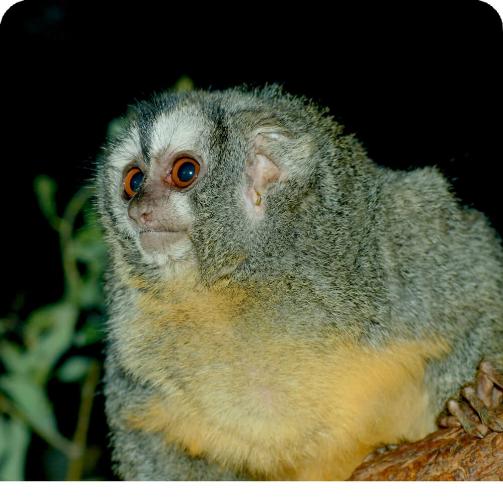 Potto | Cards, the Universe and Everything Wiki | Fandom