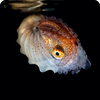 Paper Nautilus | Cards, the Universe and Everything Wiki | Fandom