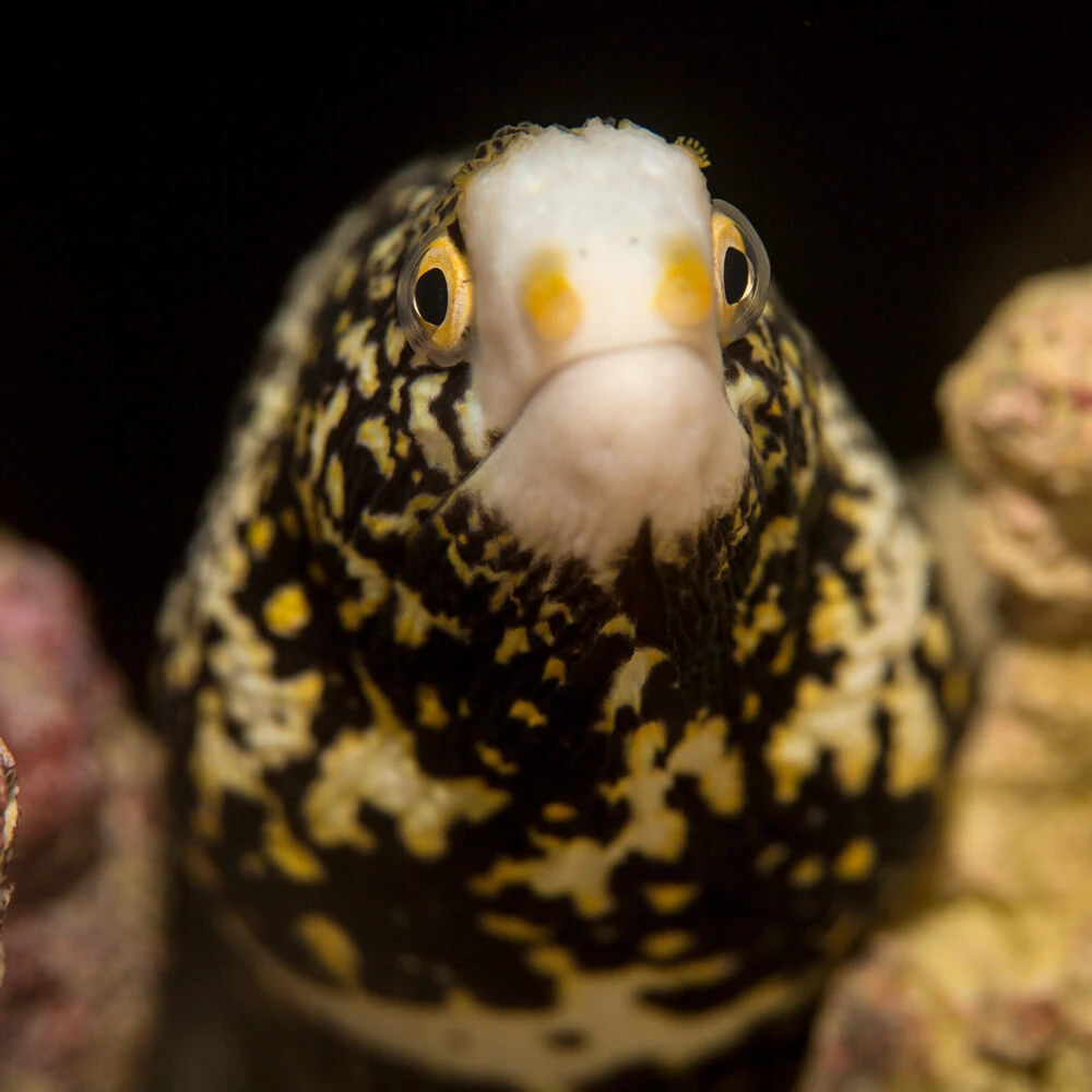 Snowflake Moray | Cards, the Universe and Everything Wiki | Fandom