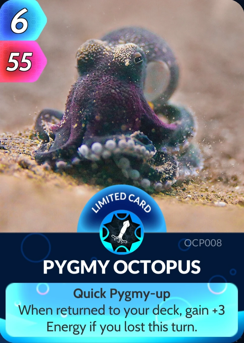 Caribbean Pygmy Octopus