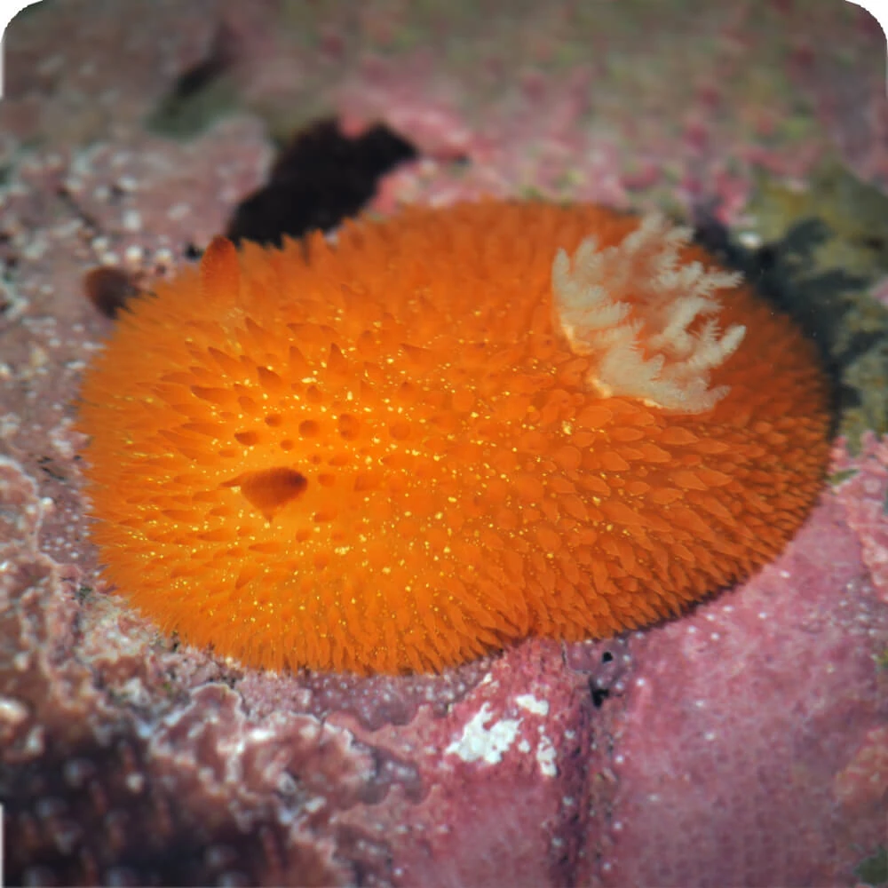 Orange Peel Doris | Cards, the Universe and Everything Wiki | Fandom