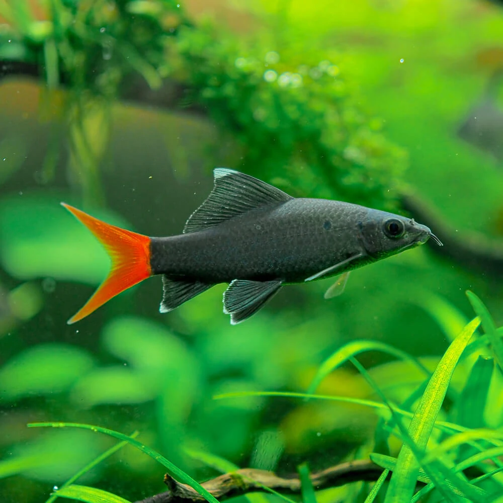 Red-Tailed Black Shark | Cards, the Universe and Everything Wiki | Fandom