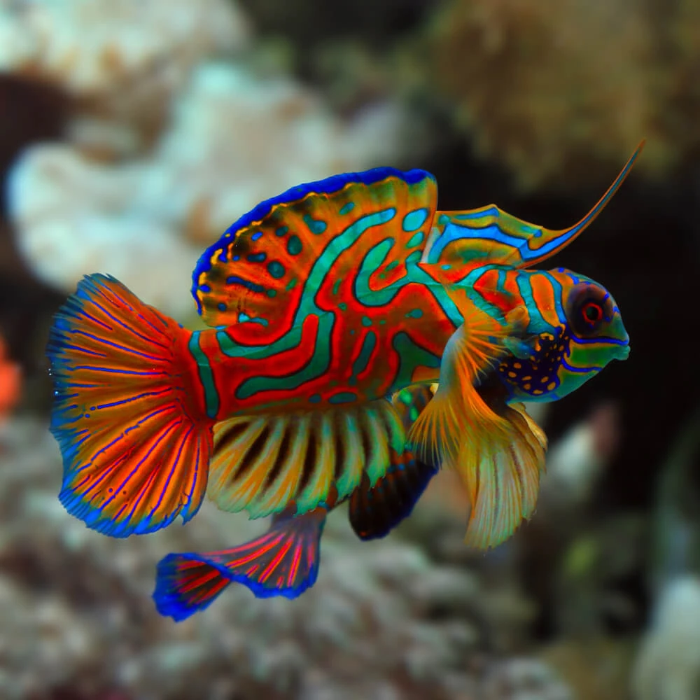 Red Mandarin Fish