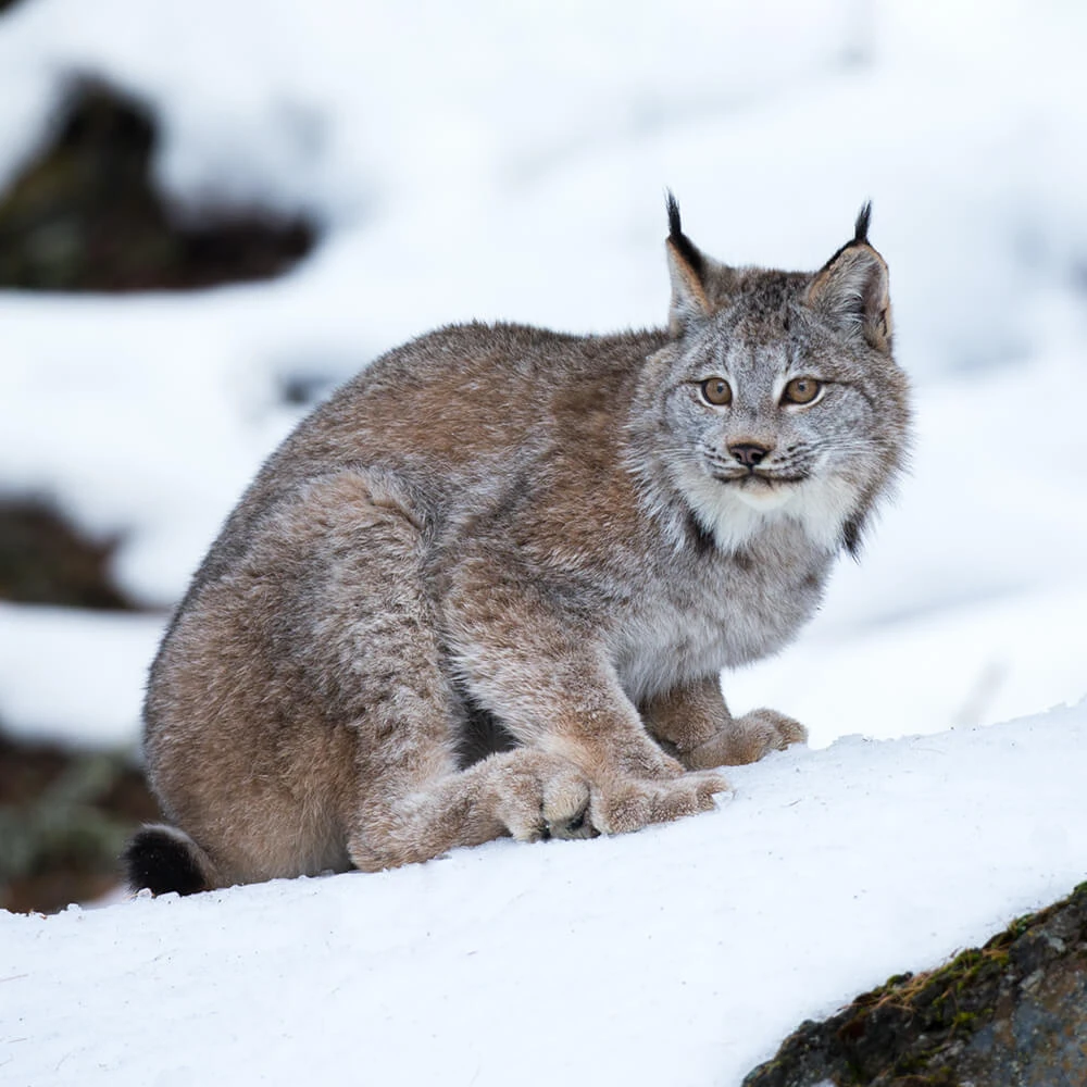 Canada Lynx | Cards, the Universe and Everything Wiki | Fandom