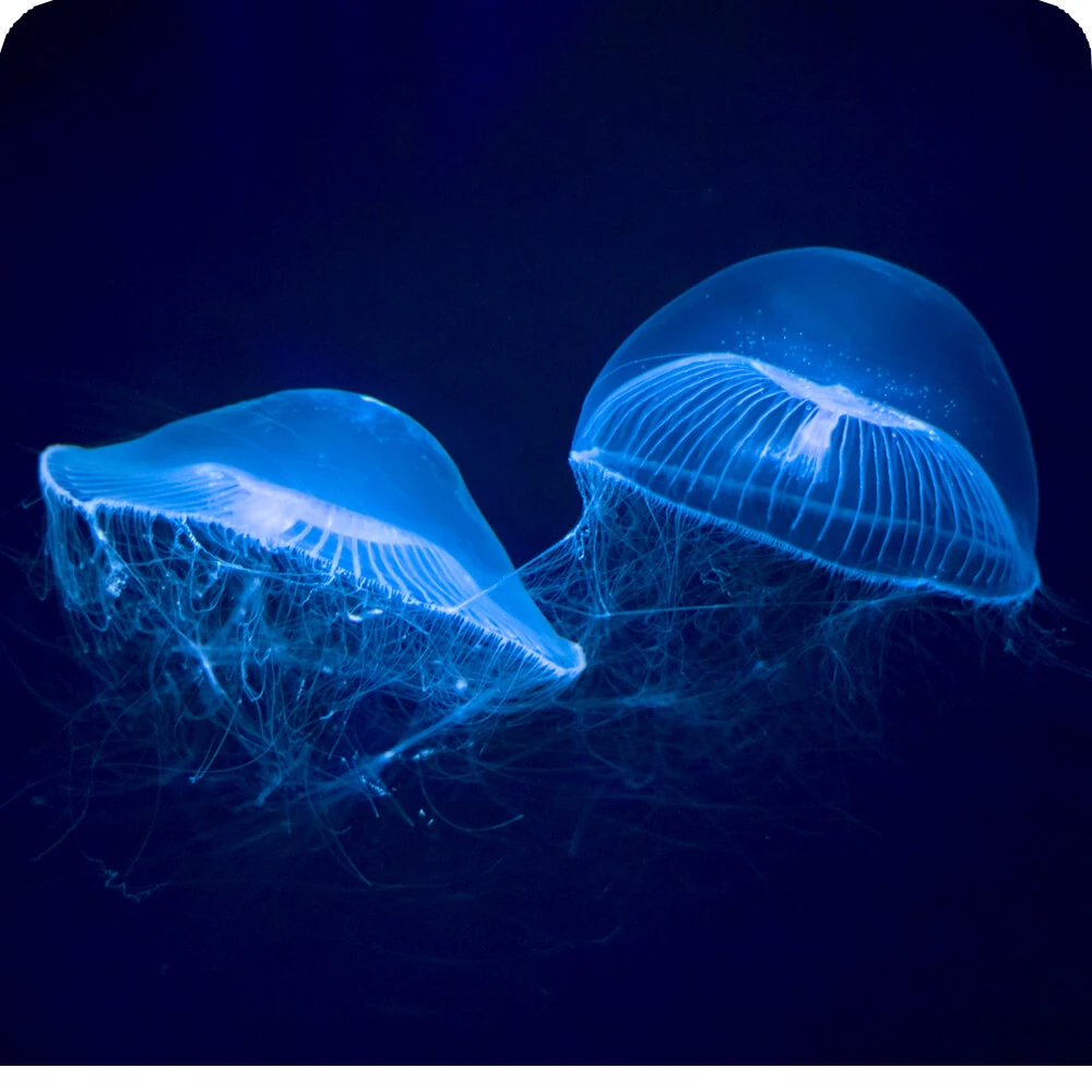 Crystal Jelly | Cards, the Universe and Everything Wiki | Fandom