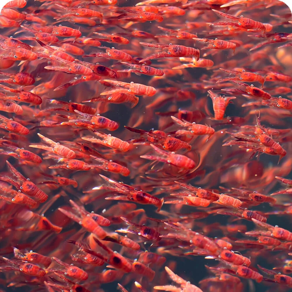 Krill | Cards, the Universe and Everything Wiki | Fandom