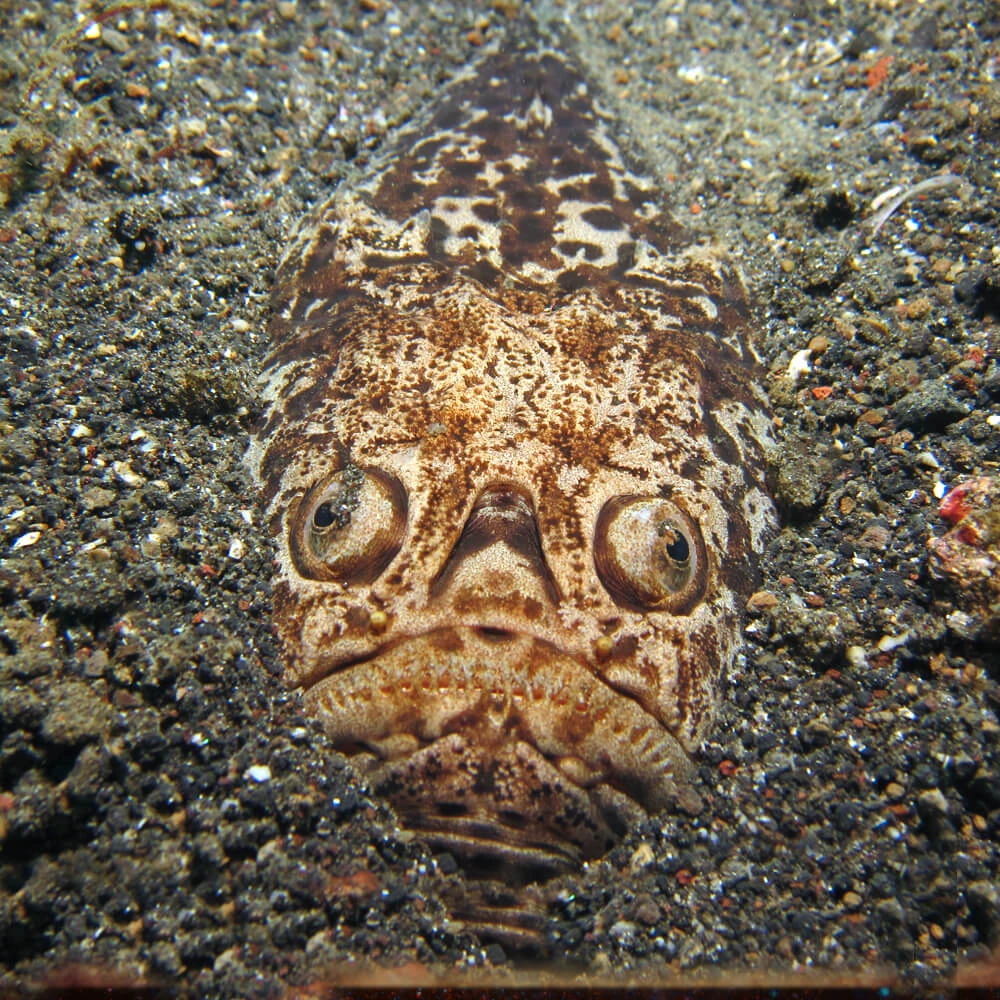 Stargazer Fish | Cards, the Universe and Everything Wiki | Fandom