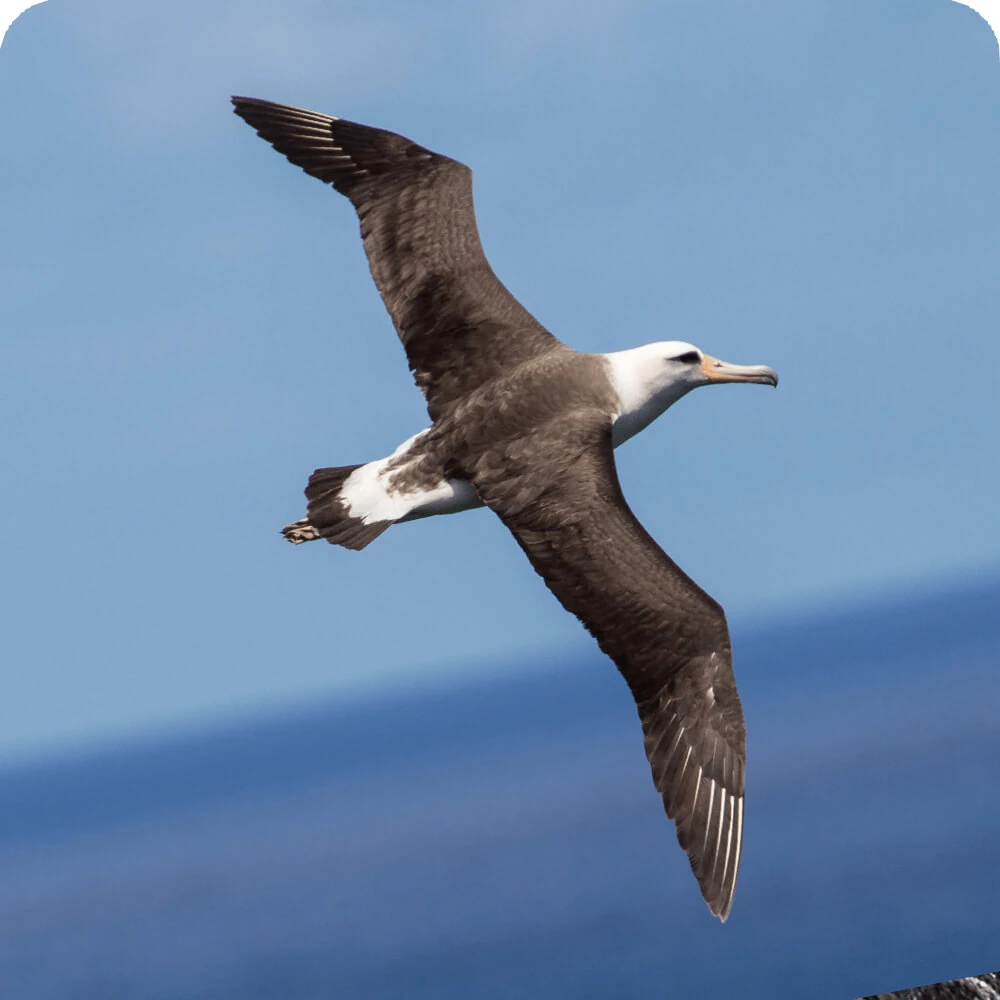 Albatross | Cards, the Universe and Everything Wiki | Fandom