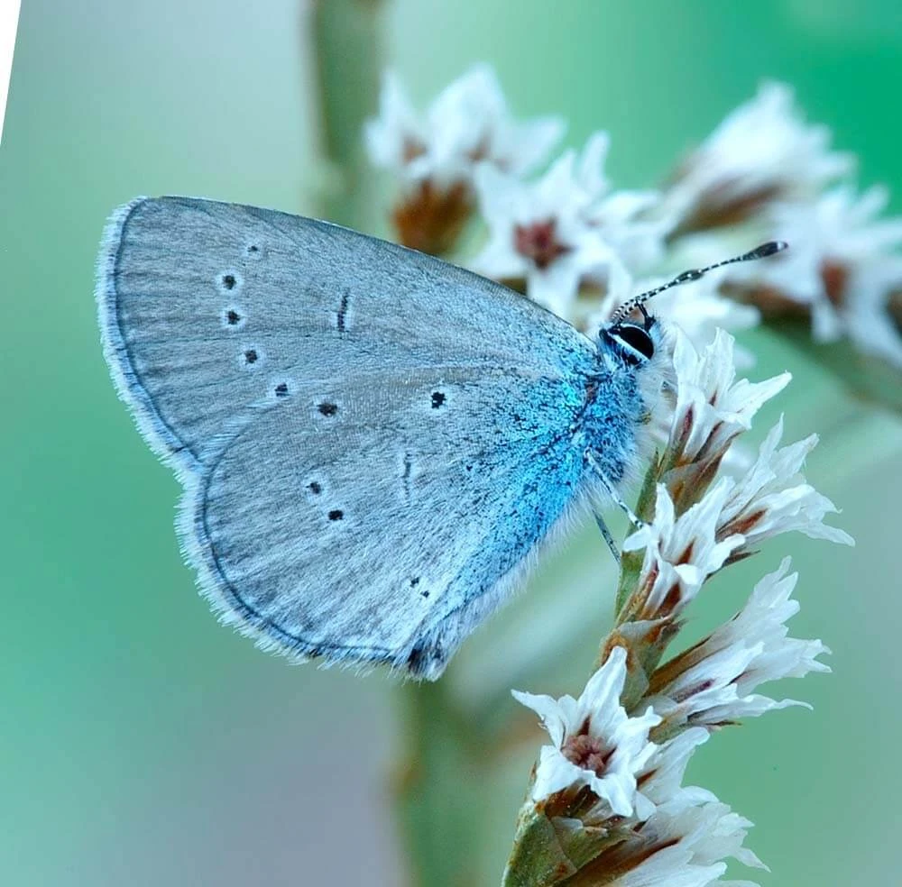 Osiris Blue | Cards, the Universe and Everything Wiki | Fandom