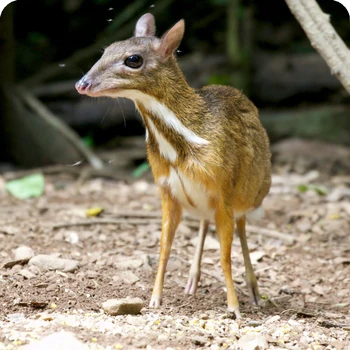 Chevrotain | Cards, the Universe and Everything Wiki | Fandom