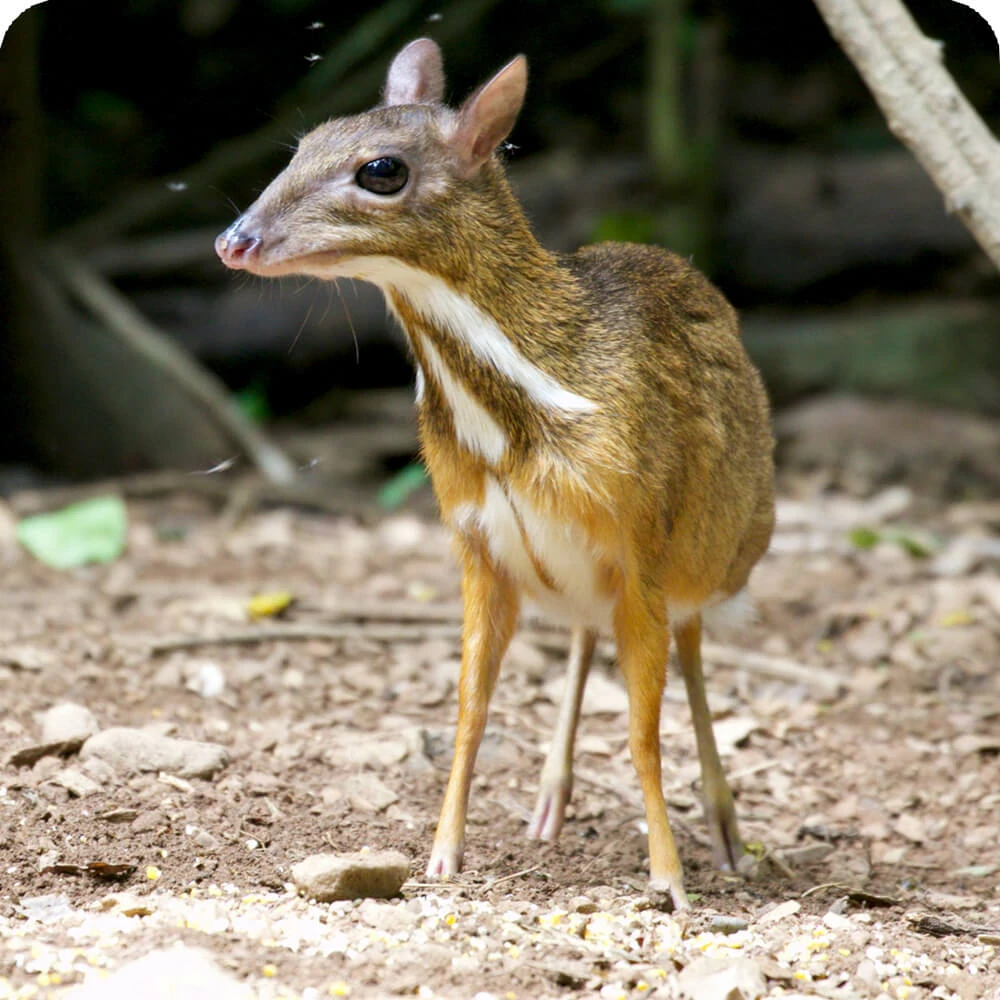 Chevrotain | Cards, the Universe and Everything Wiki | Fandom