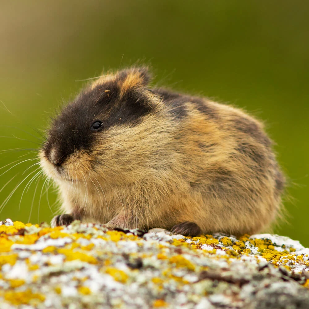 Lemmings | Cards, the Universe and Everything Wiki | Fandom