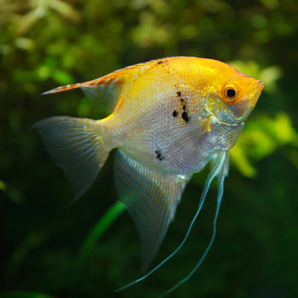 Gold Veil Angelfish | Cards, the Universe and Everything Wiki | Fandom