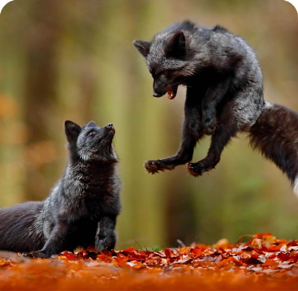 Silver Fox | Cards, the Universe and Everything Wiki | Fandom