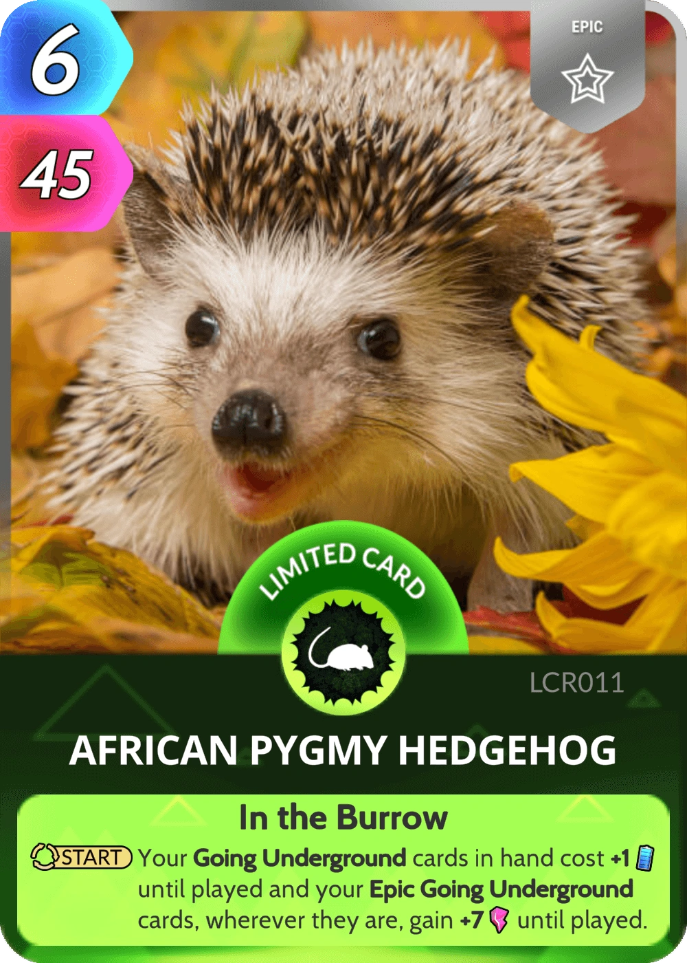 African Pygmy Hedgehog | Cards, the Universe and Everything Wiki | Fandom