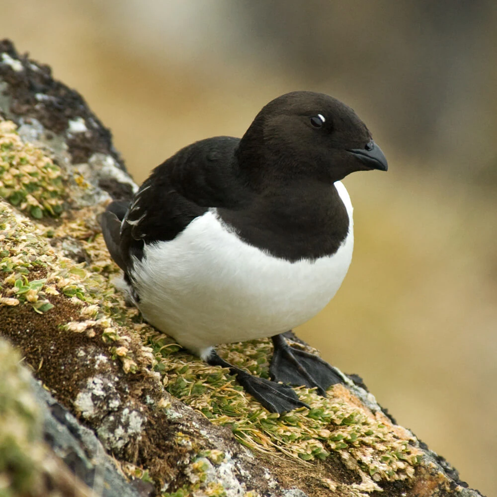 Little Auk | Cards, the Universe and Everything Wiki | Fandom