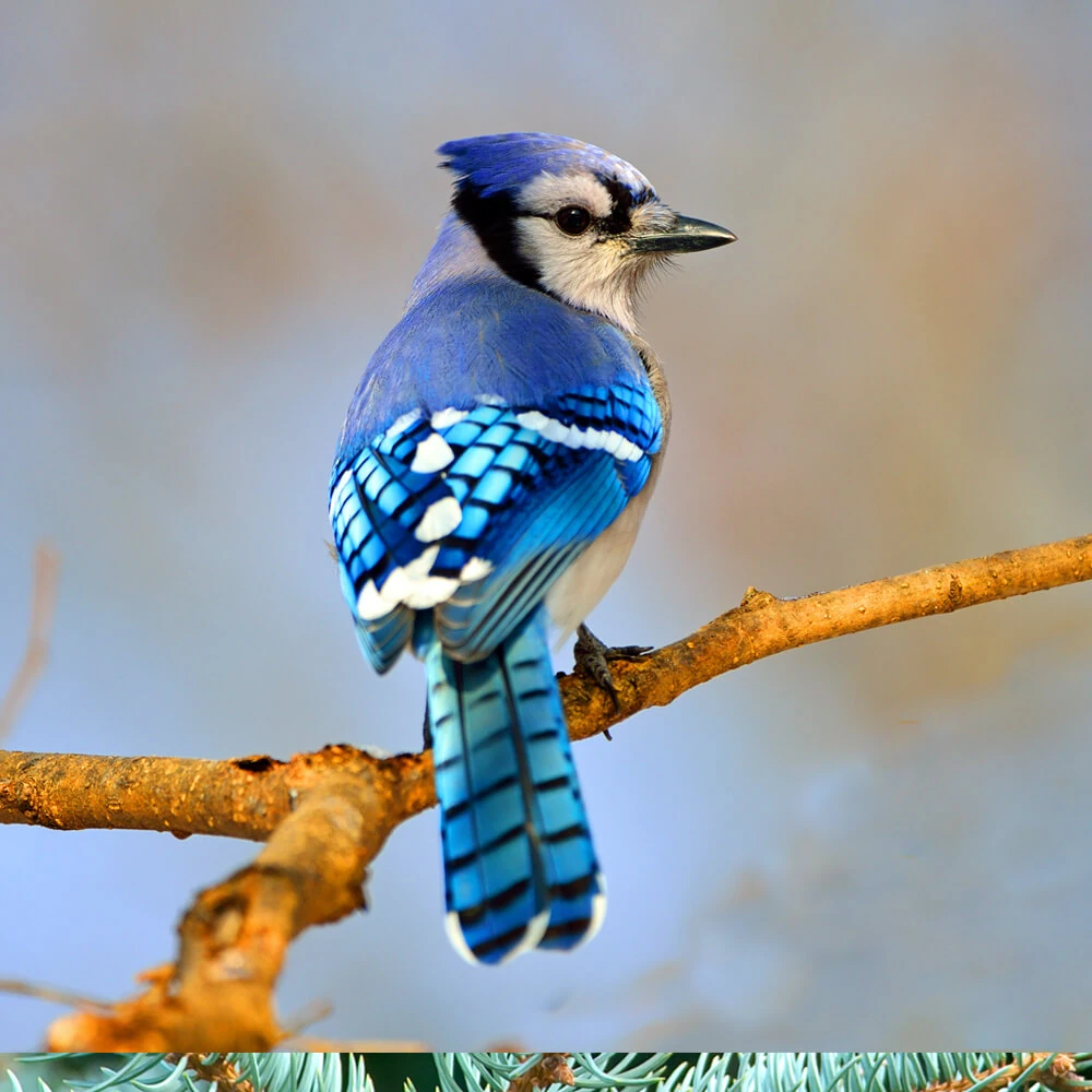 Blue Jay | Cards, the Universe and Everything Wiki | Fandom