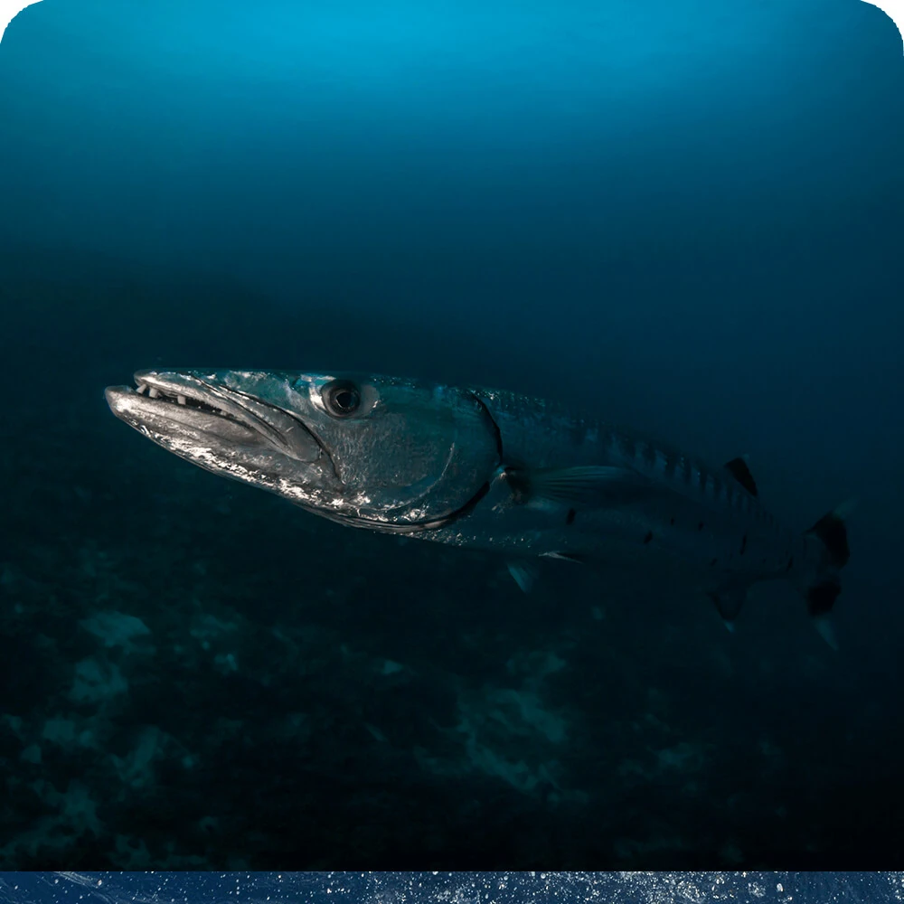 Great Barracuda | Cards, the Universe and Everything Wiki | Fandom