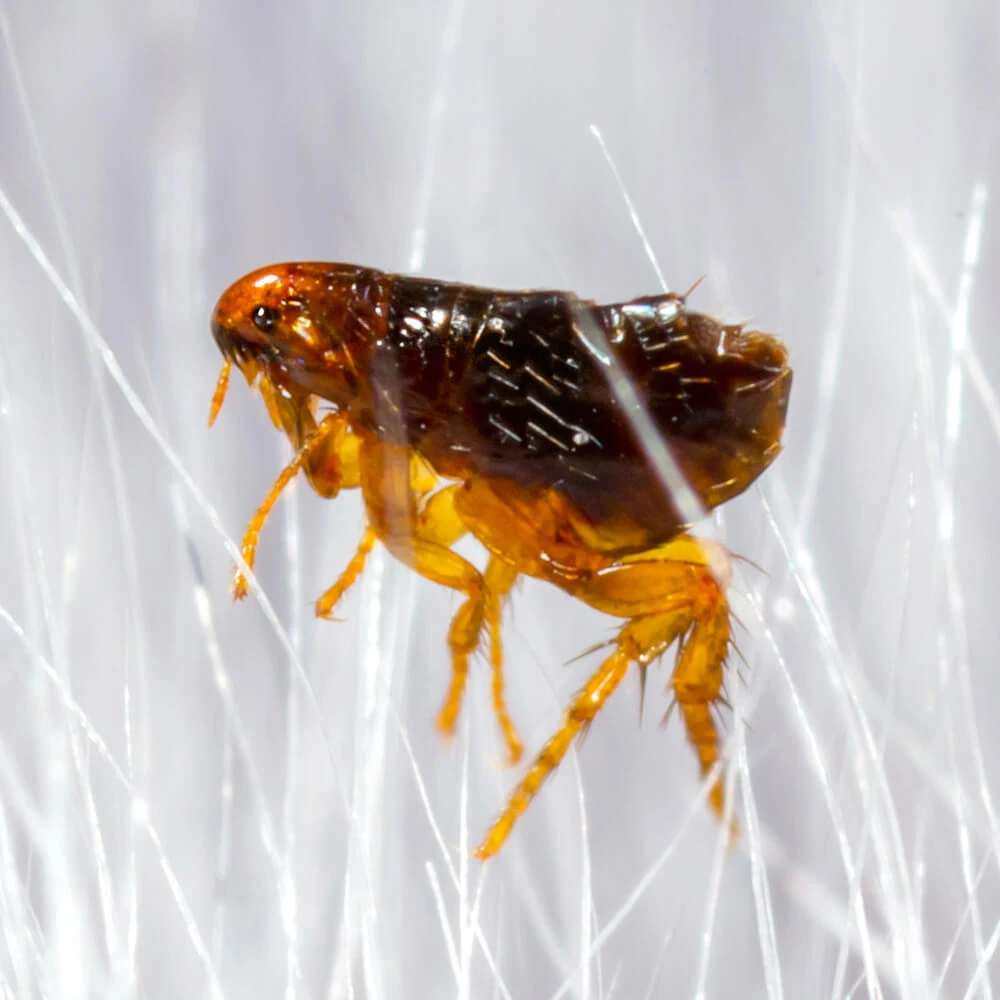 Flea | Cards, the Universe and Everything Wiki | Fandom