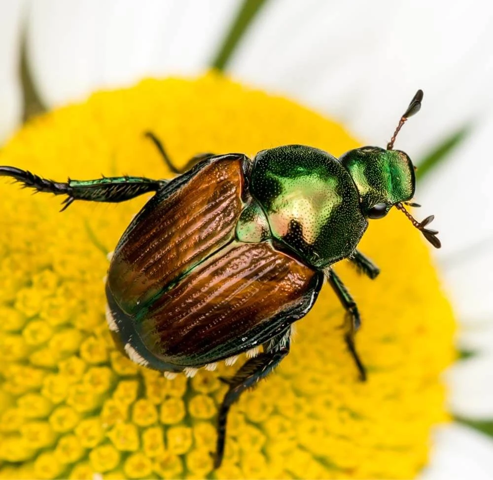 Japanese Beetle | Cards, the Universe and Everything Wiki | Fandom