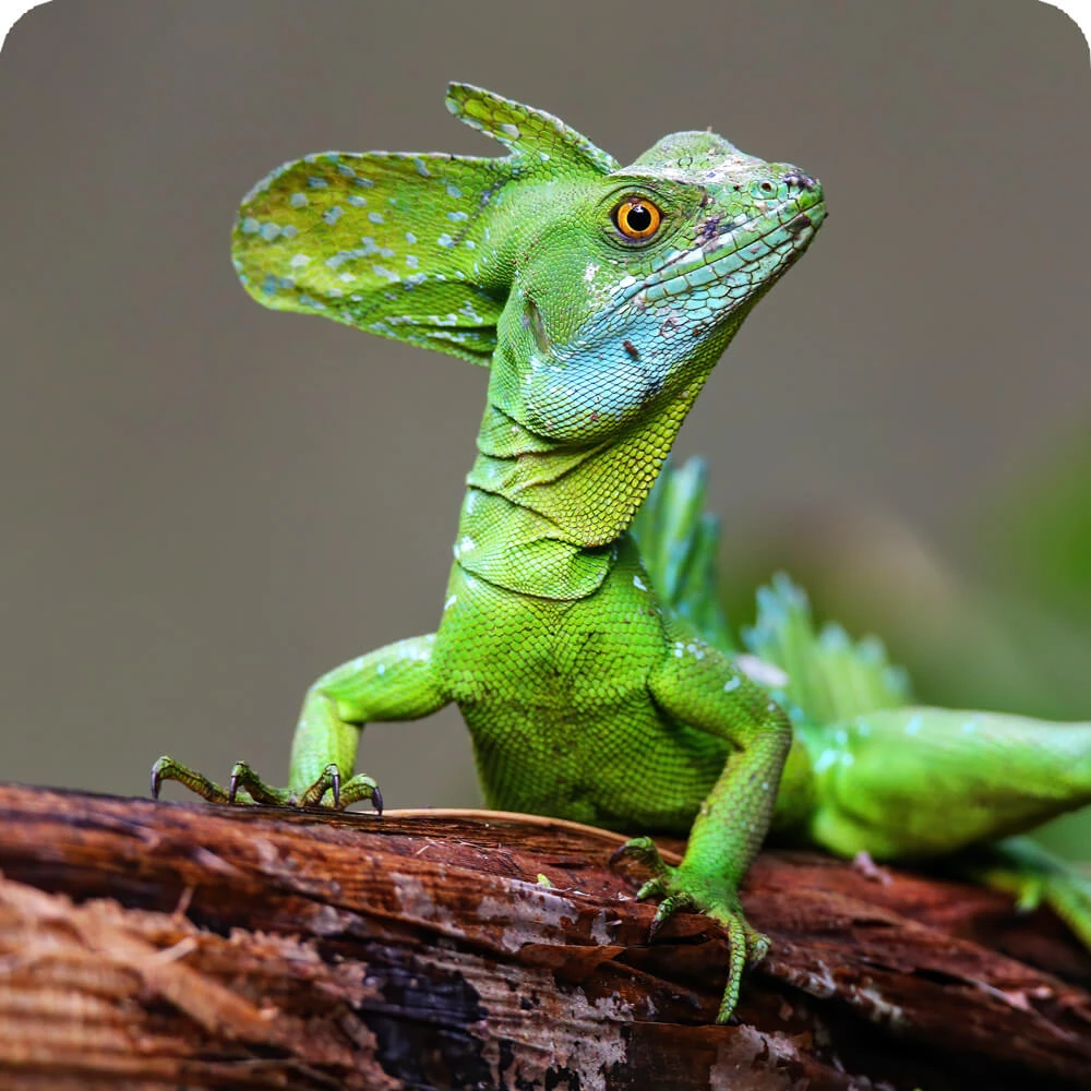 Basilisk | Cards, the Universe and Everything Wiki | Fandom