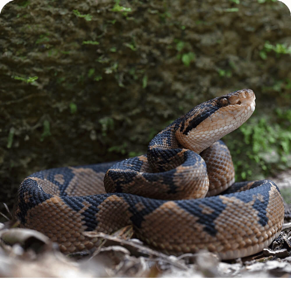 Bushmaster | Cards, the Universe and Everything Wiki | Fandom