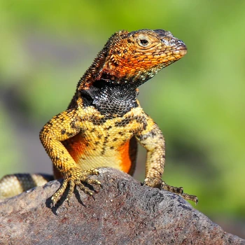 Lava Lizard | Cards, the Universe and Everything Wiki | Fandom
