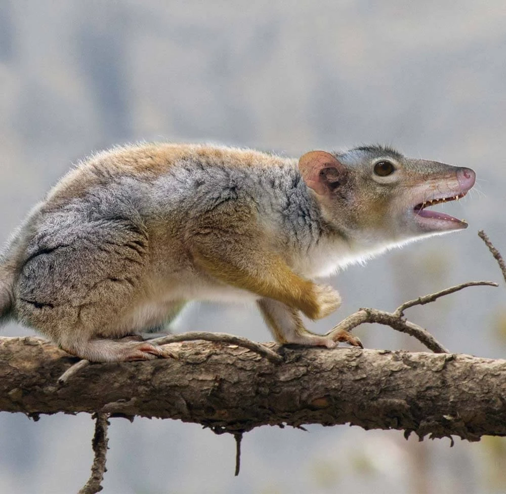 Purgatorius | Cards, the Universe and Everything Wiki | Fandom