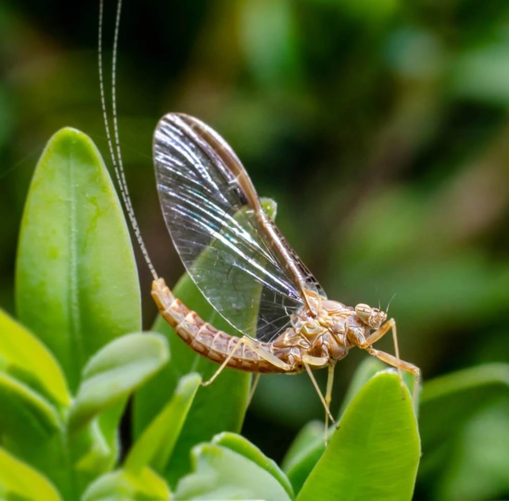 Mayfly | Cards, the Universe and Everything Wiki | Fandom