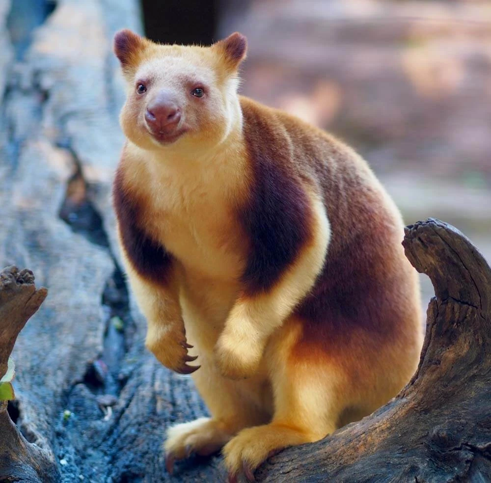 Ornate Tree-Kangaroo | Cards, the Universe and Everything Wiki | Fandom