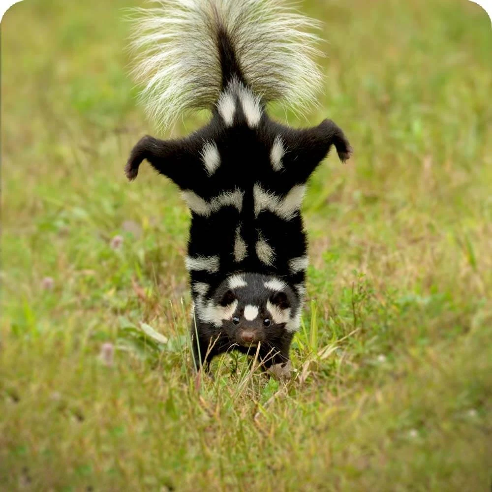 Eastern Spotted Skunk | Cards, the Universe and Everything Wiki | Fandom