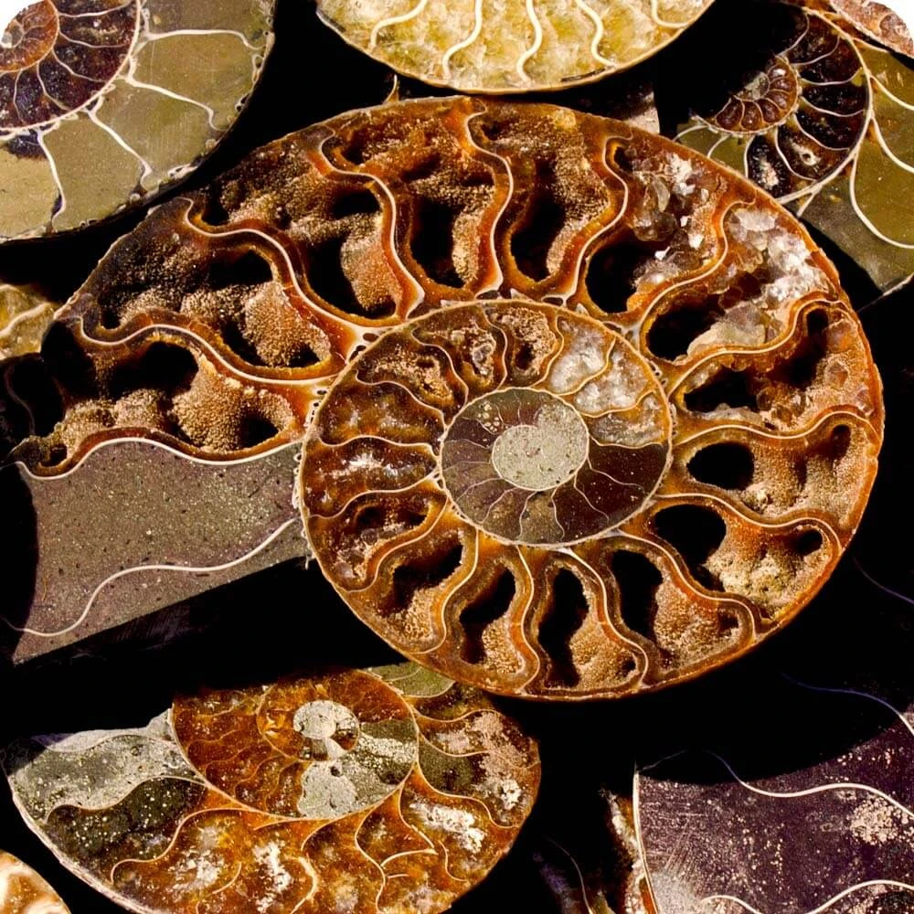 Ammonite | Cards, the Universe and Everything Wiki | Fandom