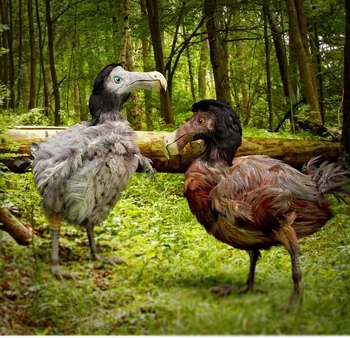 Dodo | Cards, the Universe and Everything Wiki | Fandom