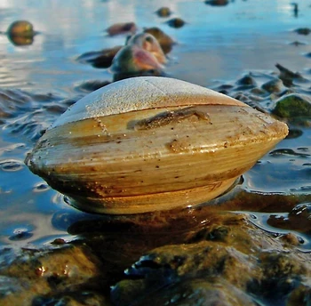 Ocean Quahog | Cards, the Universe and Everything Wiki | Fandom