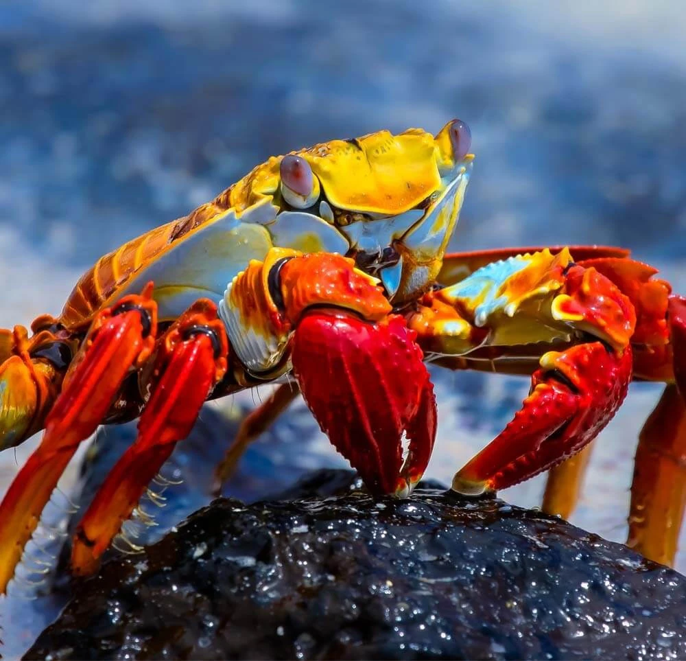 Sally Lightfoot Crab | Cards, the Universe and Everything Wiki | Fandom