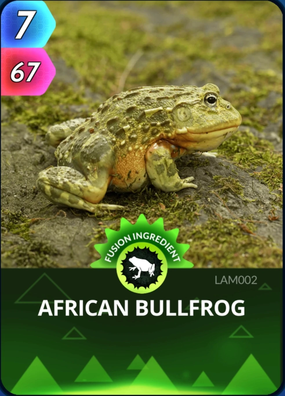 African Bullfrog | Cards, the Universe and Everything Wiki | Fandom