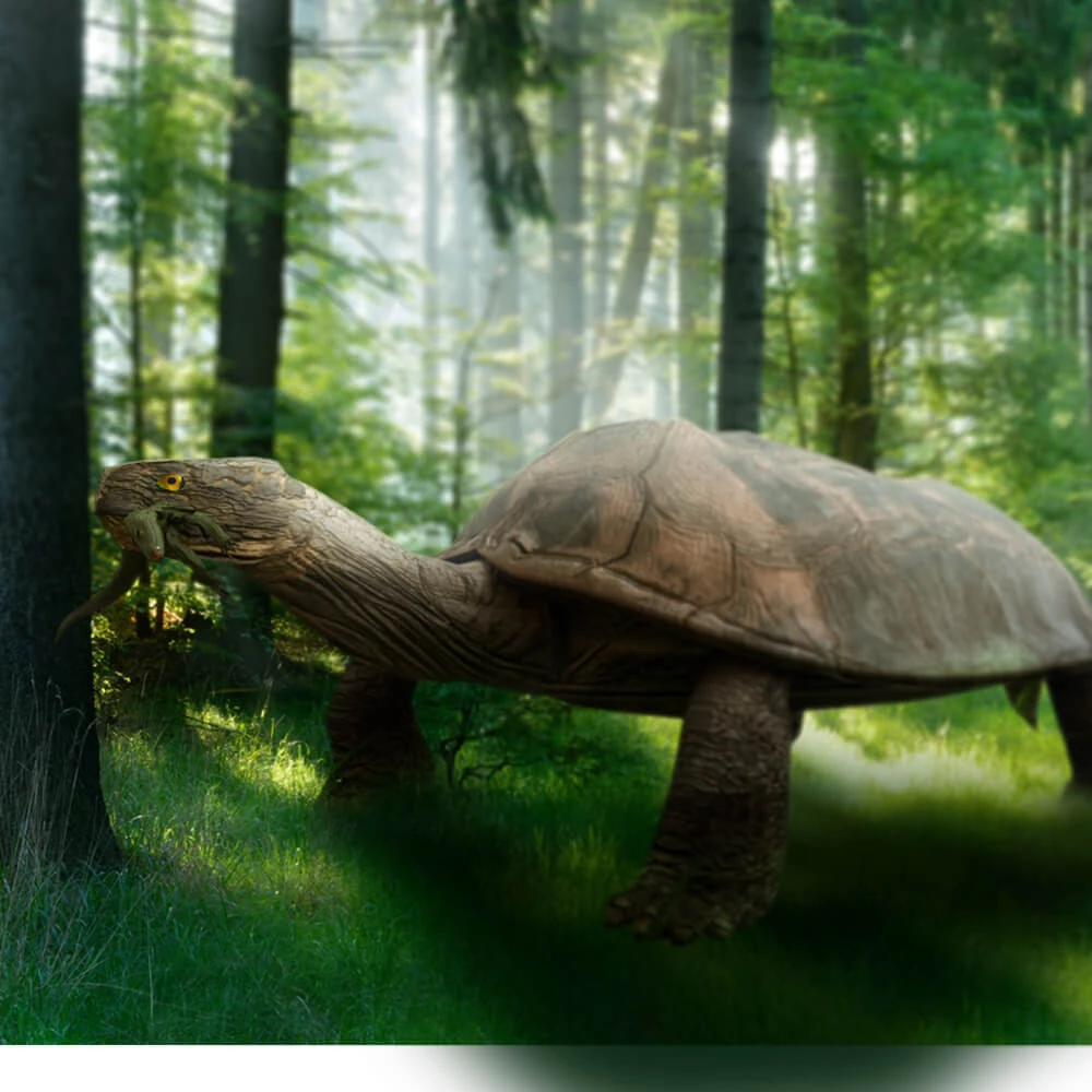 Carbonemys cofrinii | Cards, the Universe and Everything Wiki | Fandom