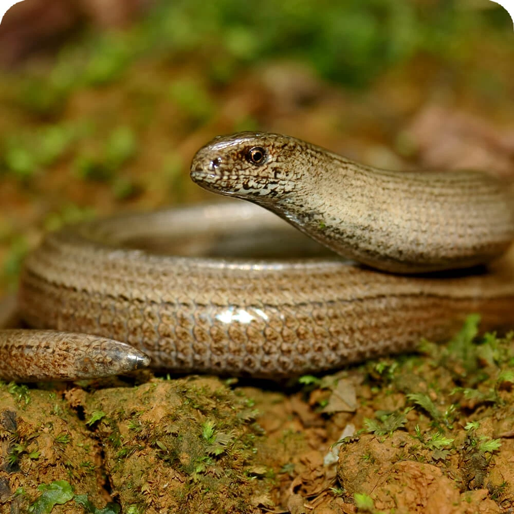 Slow Worm | Cards, the Universe and Everything Wiki | Fandom