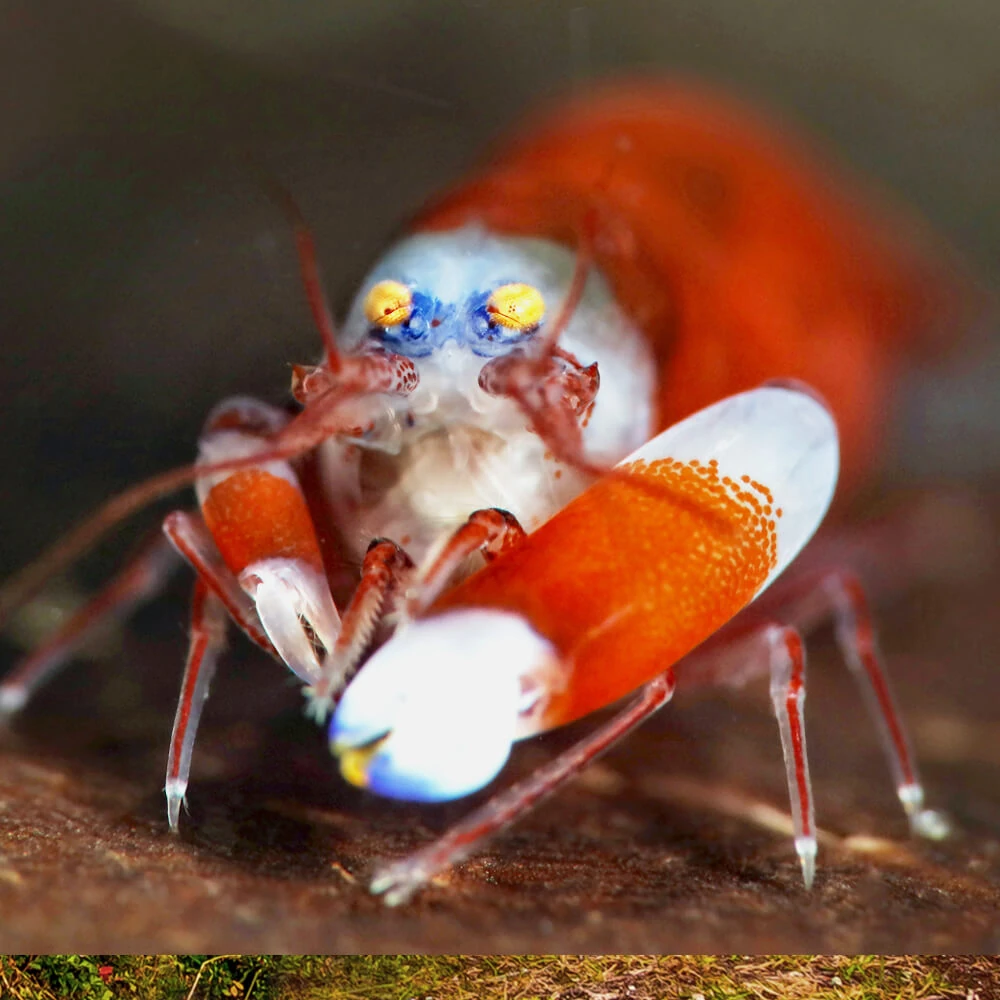Snapping Shrimp | Cards, the Universe and Everything Wiki | Fandom