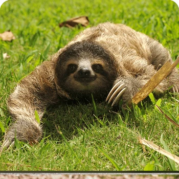 Amazon Sloth | Cards, the Universe and Everything Wiki | Fandom