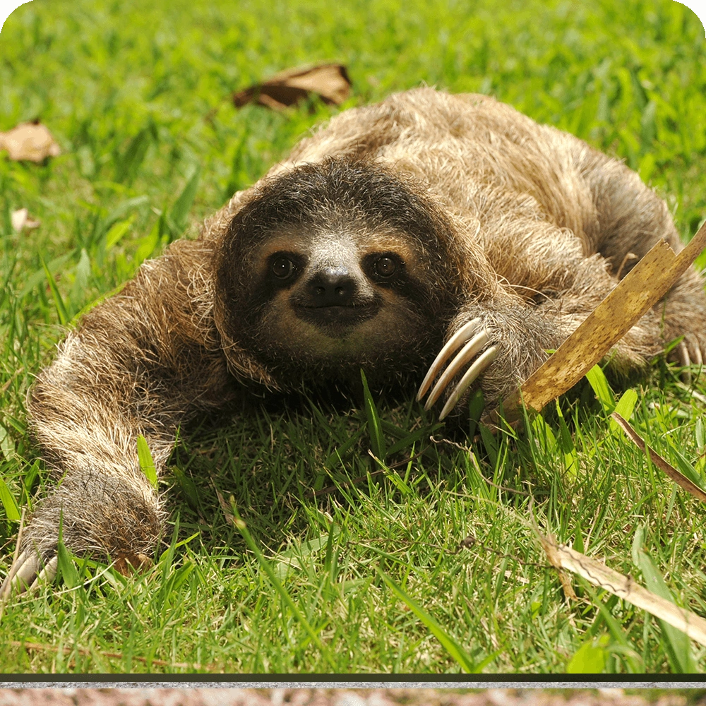 Amazon Sloth | Cards, the Universe and Everything Wiki | Fandom