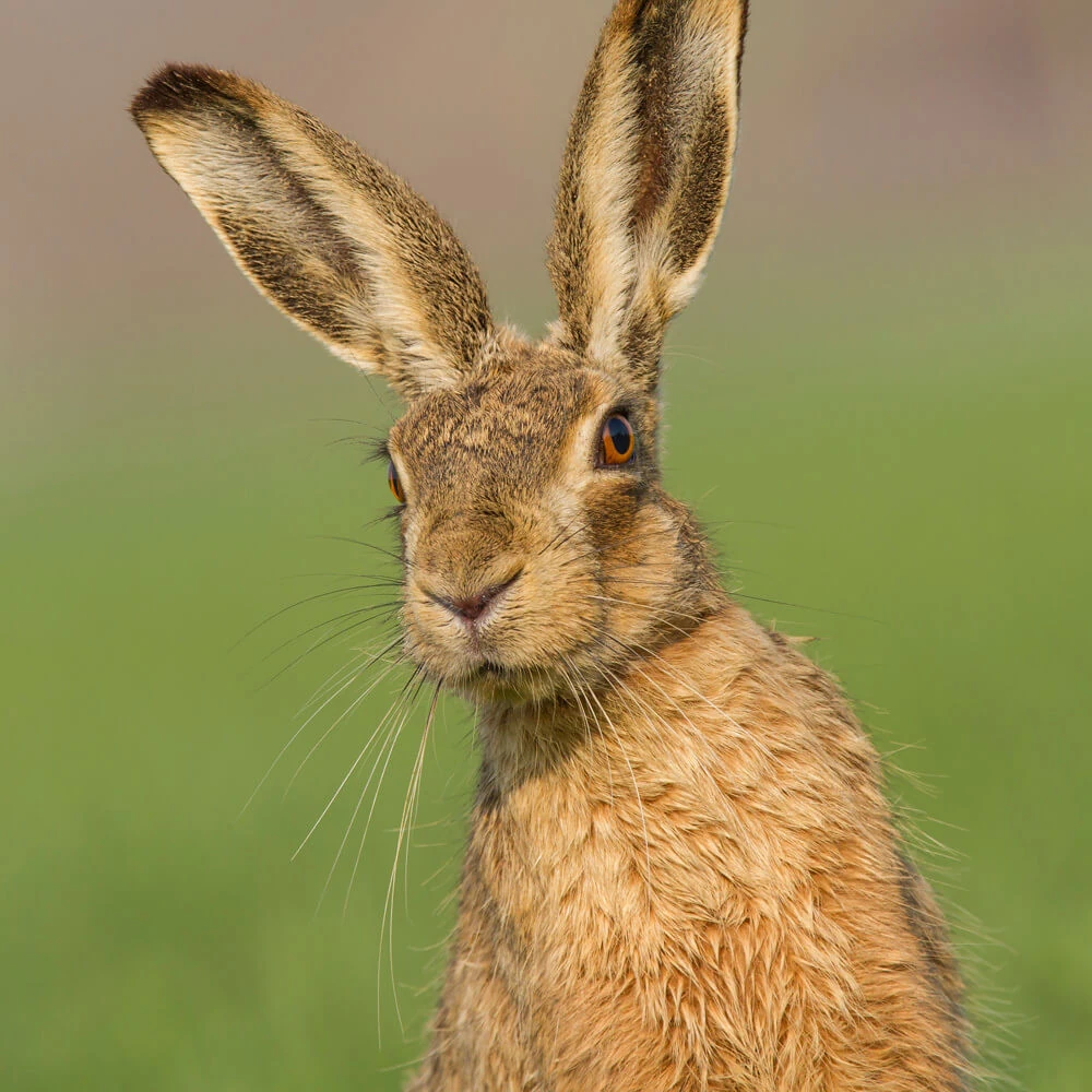 European Hare | Cards, the Universe and Everything Wiki | Fandom