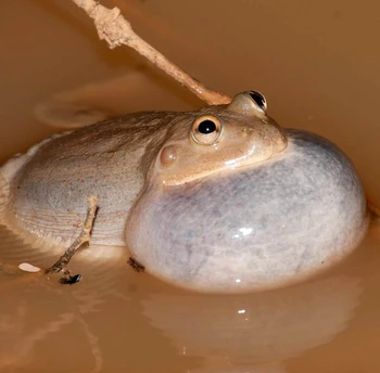 Water-Holding Frog | Cards, the Universe and Everything Wiki | Fandom