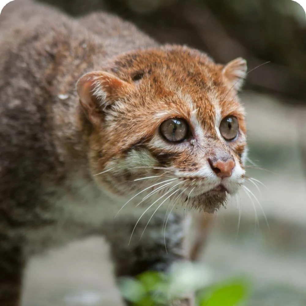 Flat-Headed Cat | Cards, the Universe and Everything Wiki | Fandom