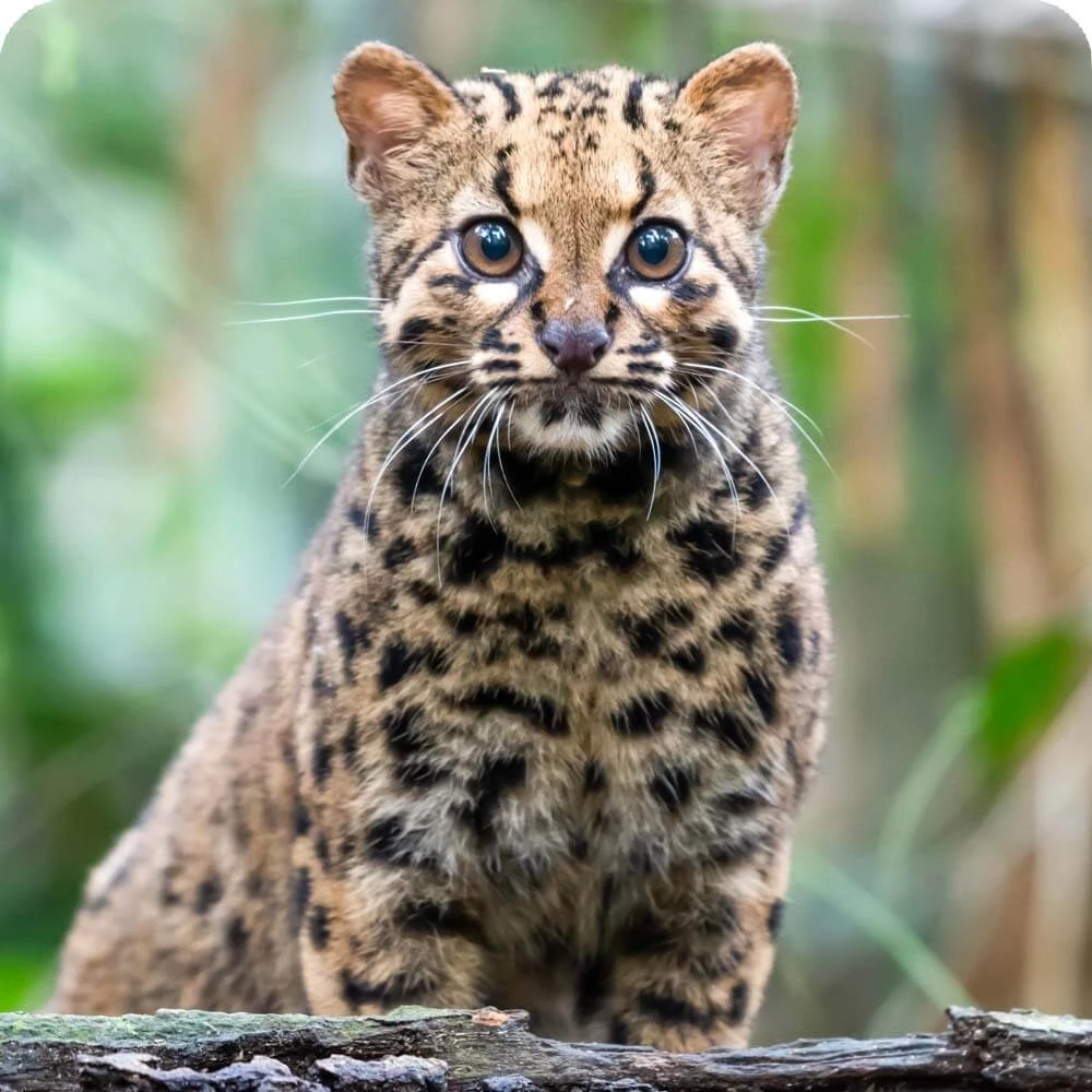Marbled Cat | Cards, the Universe and Everything Wiki | Fandom
